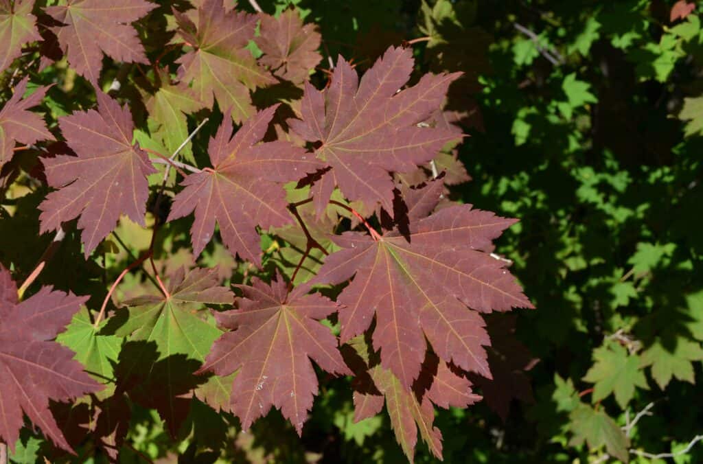 Dr. Dirr's Spotlight: Acer Pseudosieboldianum - Korean Maple - HMI ...