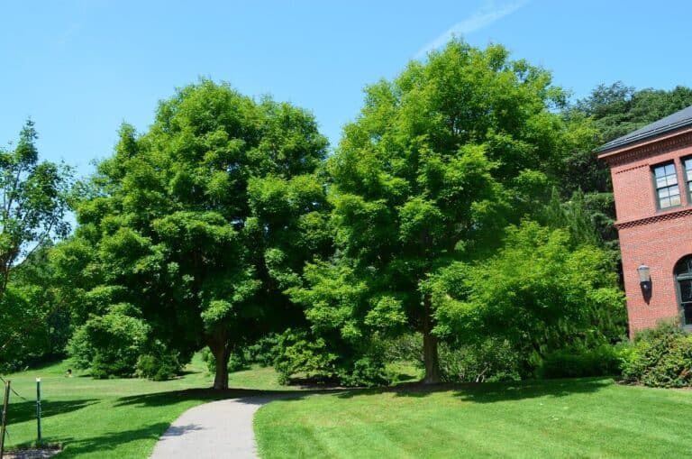 Dr. Dirr's Tree Spotlight: Liriodendron Tulipifera (Tuliptree) - HMI ...