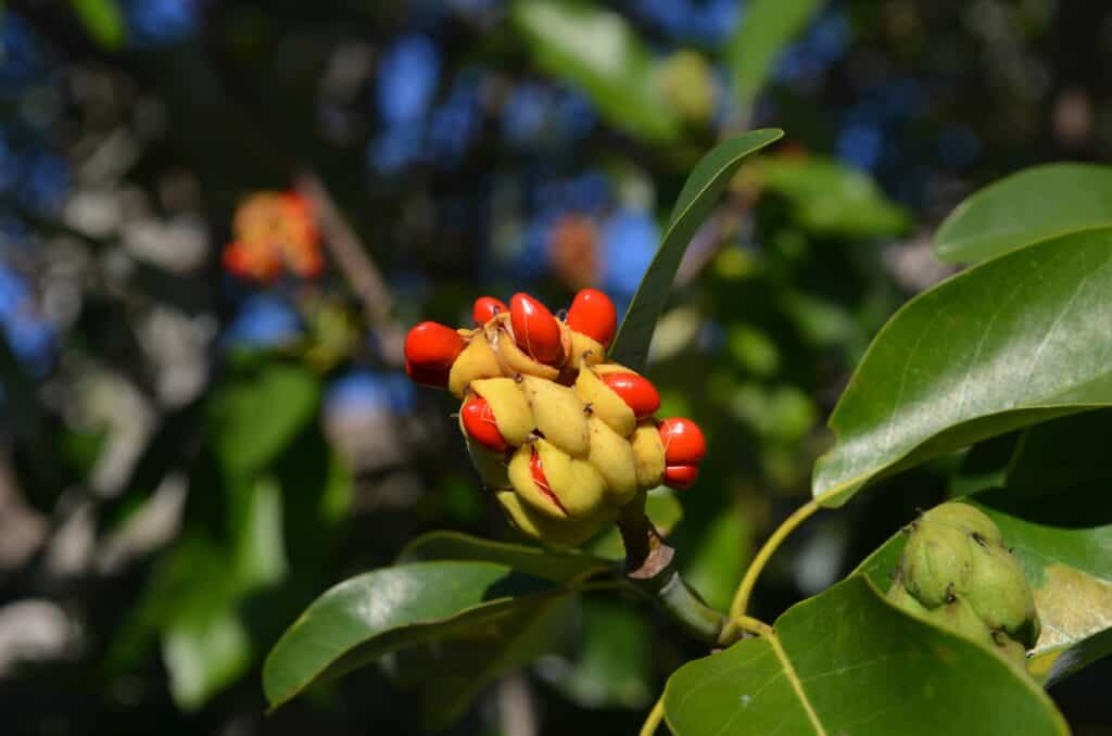 Dr. Michael Dirr's Latest Findings: Magnolia Virginiana- Sweetbay ...