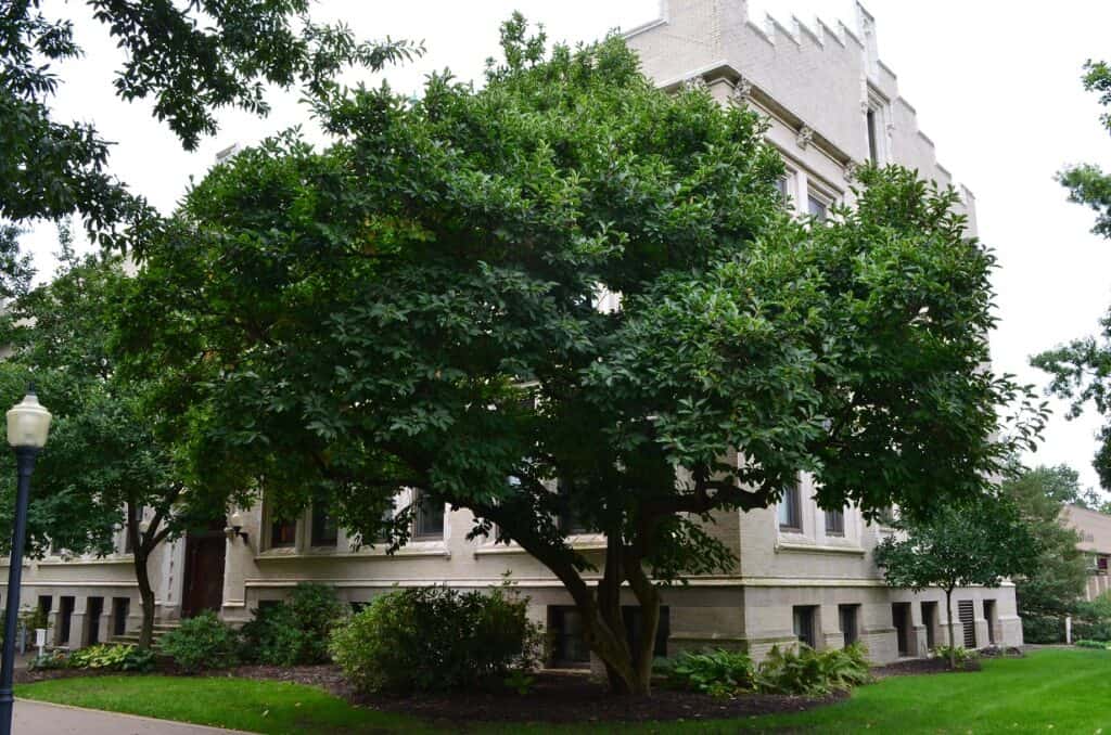 Dr. Dirr Tree Spotlight: Magnolia X Soulangeana- Saucer Magnolia - HMI ...