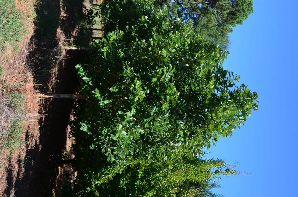 Dr. Dirr's Tree Spotlight: Quercus Bicolor - HMI Advantage