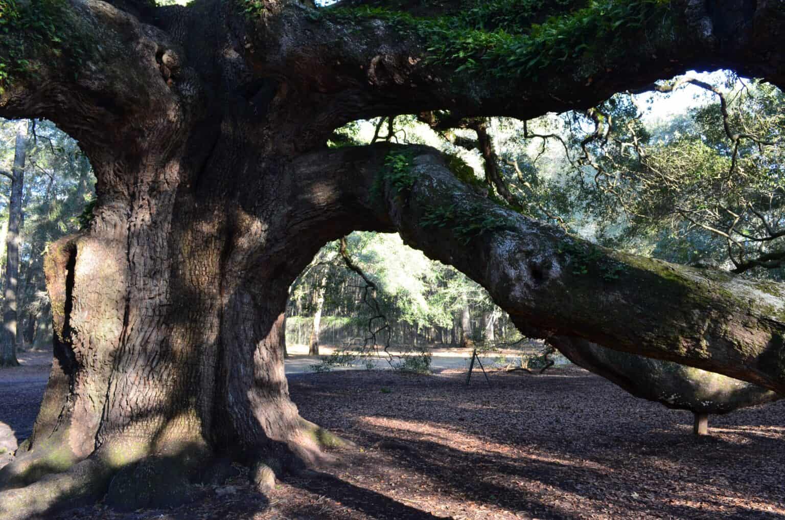 Dr. Michael Dirr's Latest Findings: Magnolia Virginiana- Sweetbay ...