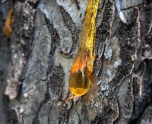 What Time Of Year Do Pine Trees Drip Sap (and Can I Stop It?) - HMI ...