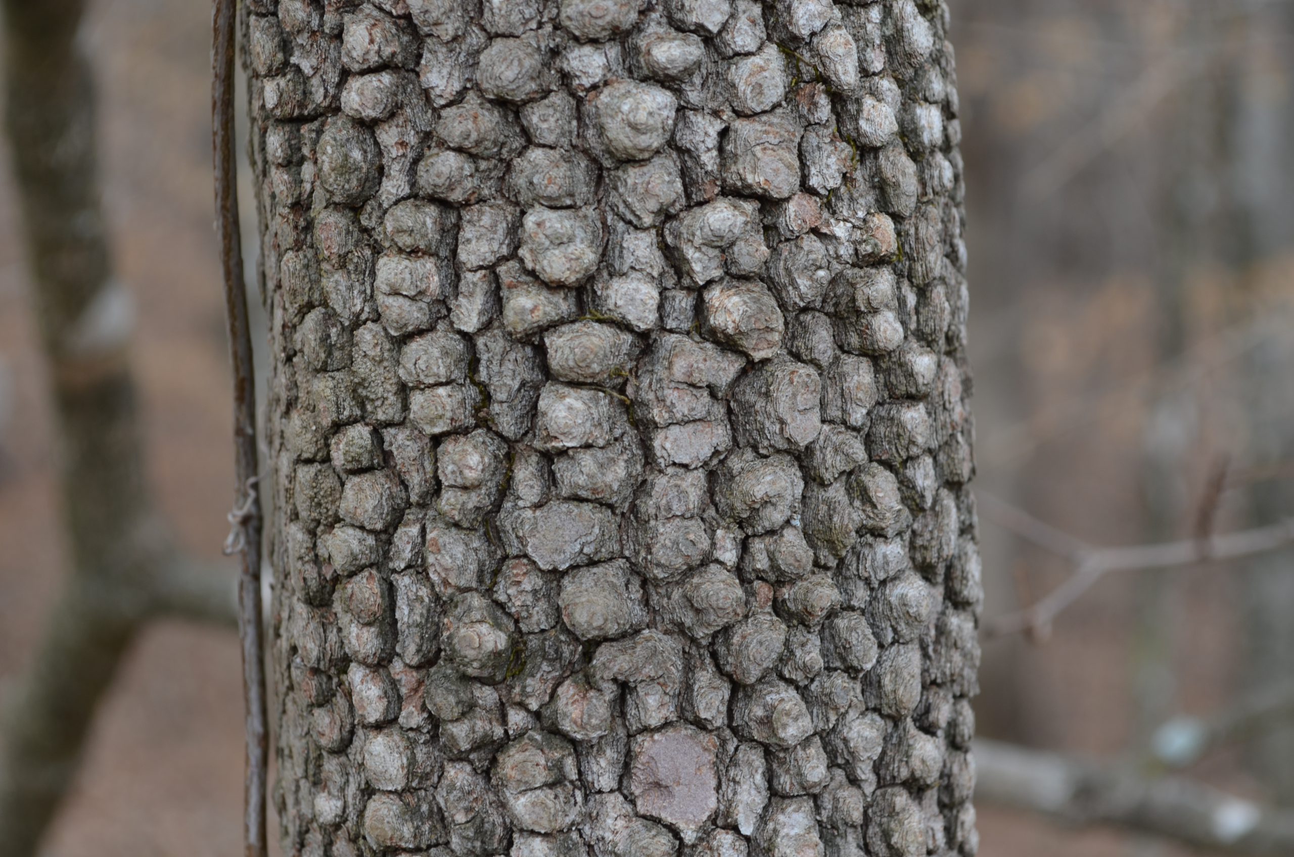 Cornus Florida - Flowering Dogwood And Its Relatives - HMI Advantage