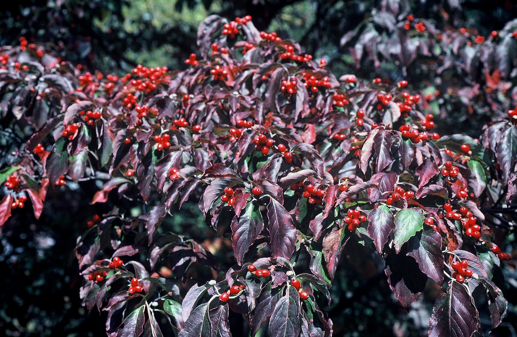 Cornus Florida - Flowering Dogwood And Its Relatives - HMI Advantage