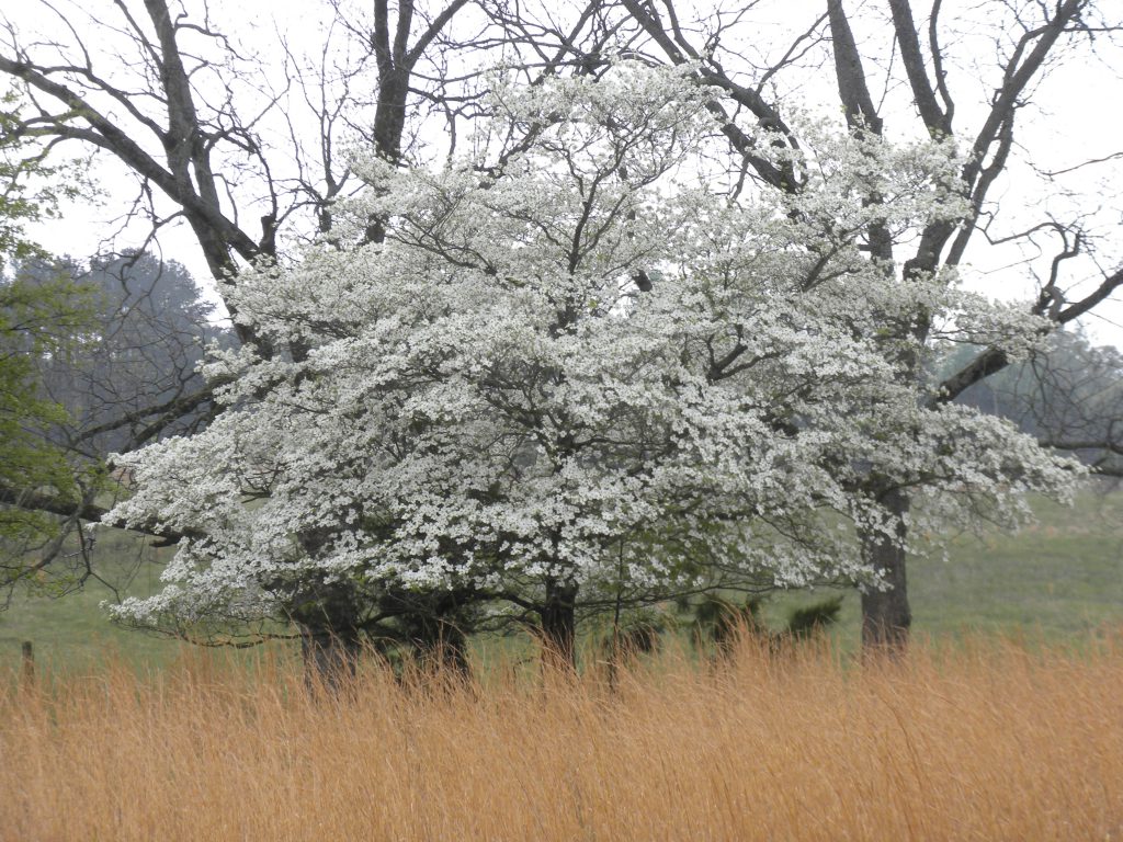 Cornus Florida - Flowering Dogwood And Its Relatives - HMI Advantage