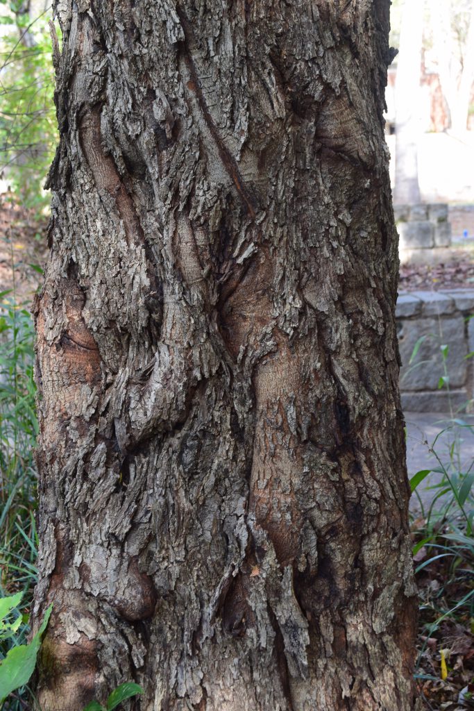 Carya: Hickory Species Native To Much Of The U.S. - HMI Advantage