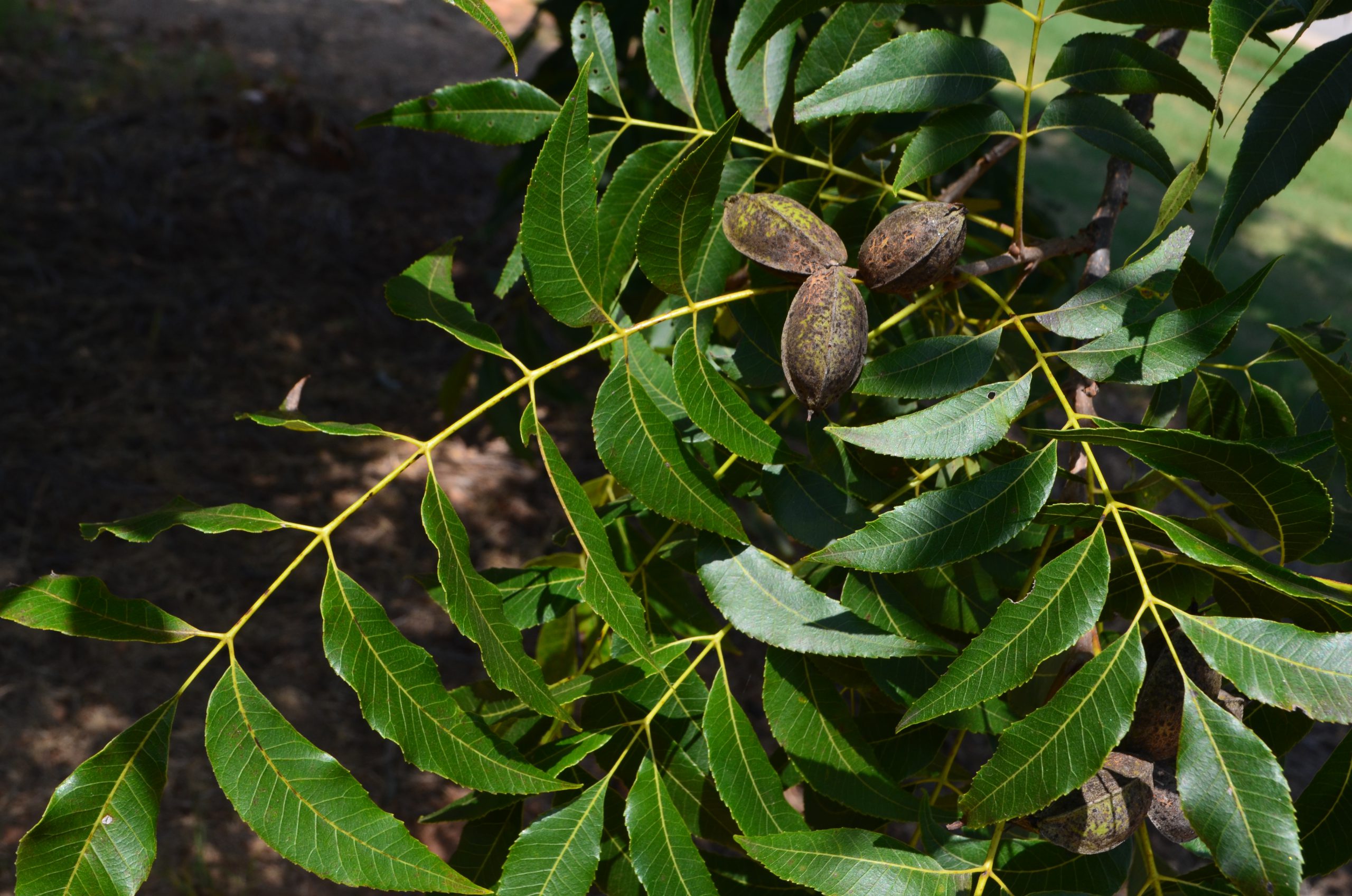 Carya: Hickory Species Native To Much Of The U.S. - HMI Advantage