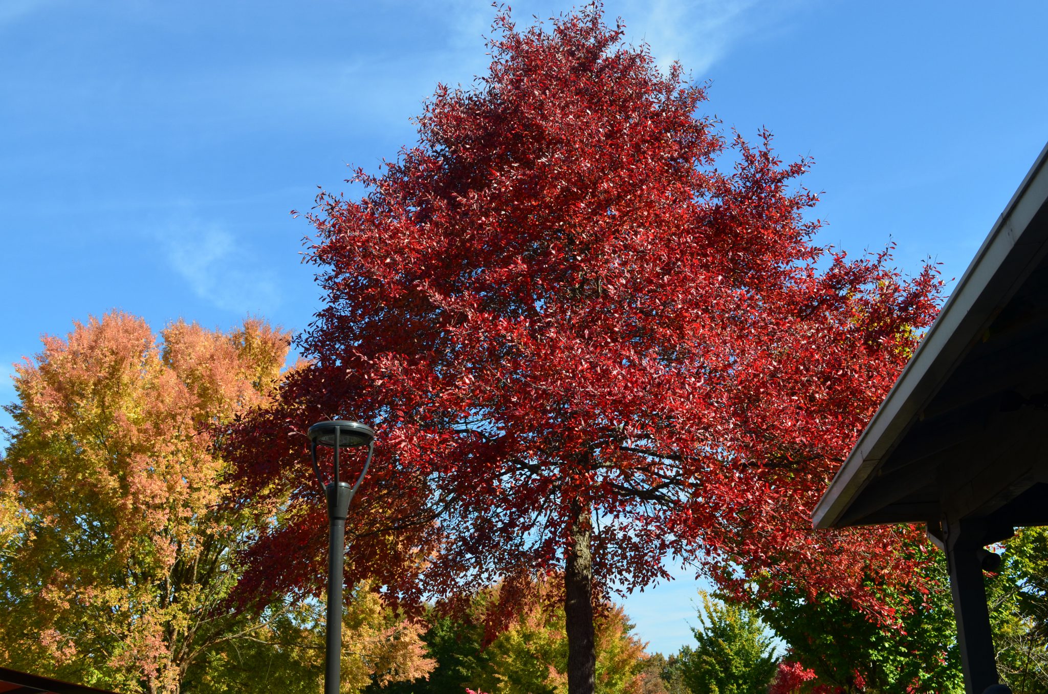 Nyssa Sylvatica The Lovely Black Tupelo, Black Gum - HMI Advantage