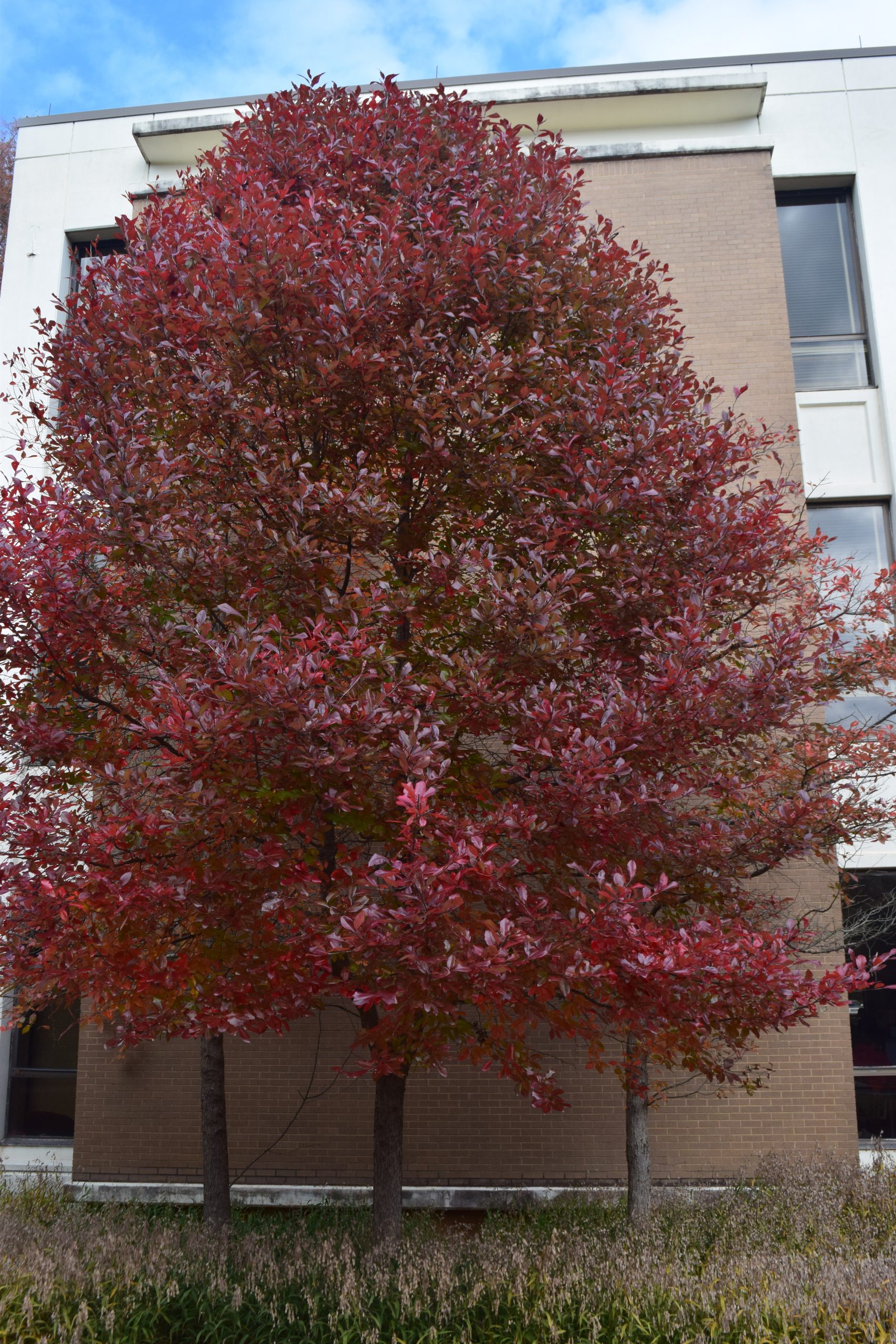 Nyssa Sylvatica The Lovely Black Tupelo, Black Gum - HMI Advantage