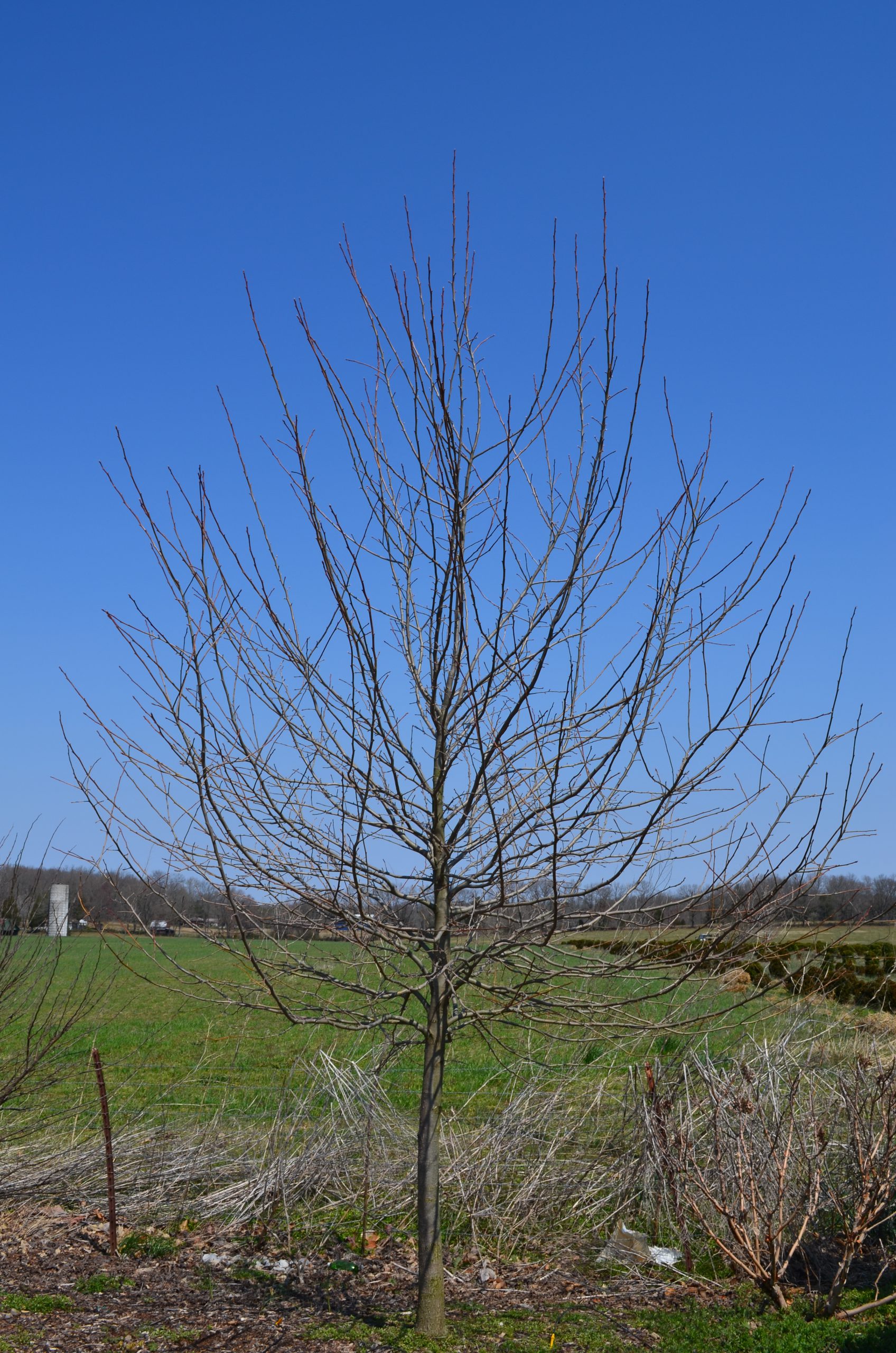Nyssa Sylvatica The Lovely Black Tupelo, Black Gum - HMI Advantage