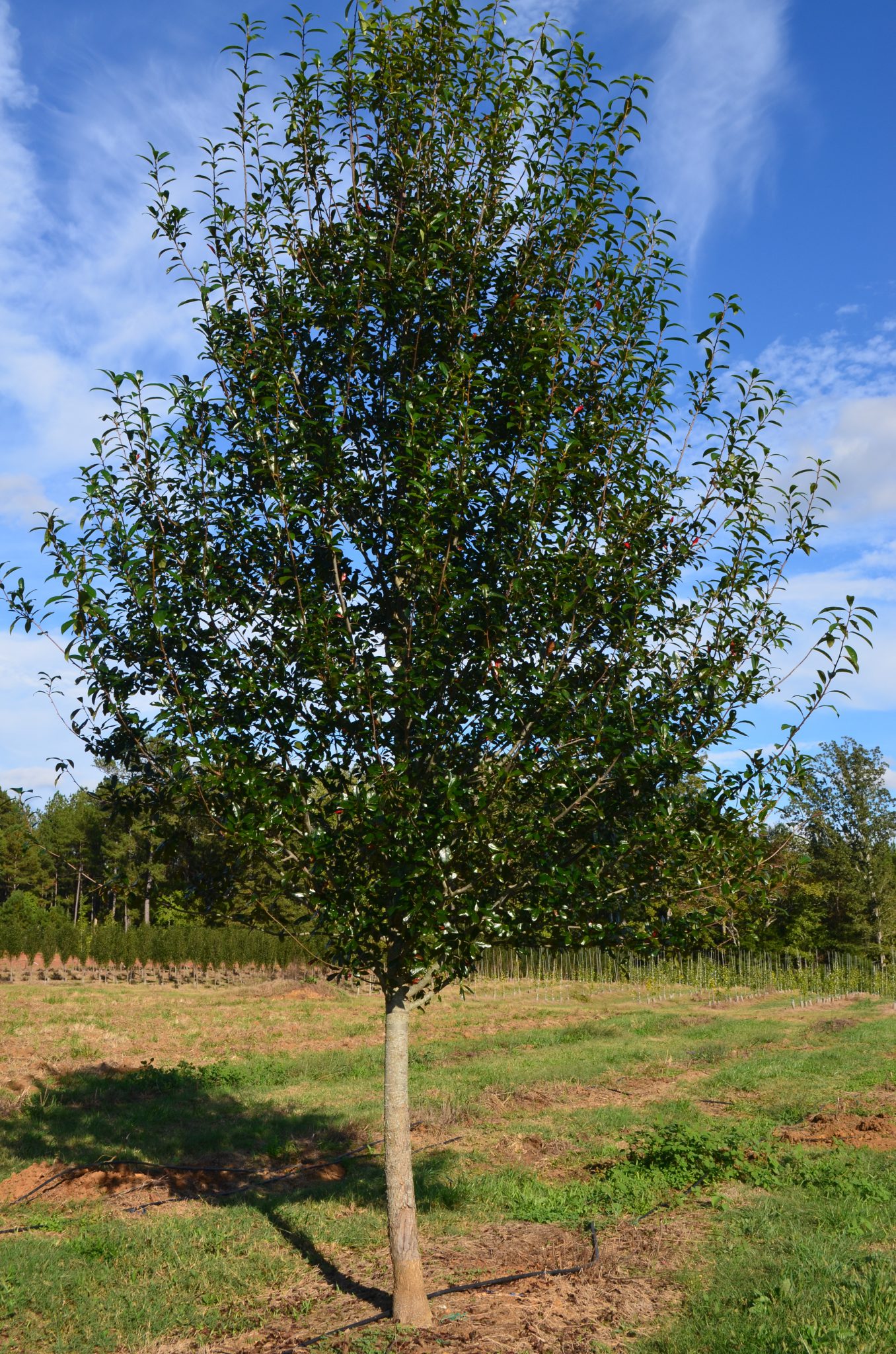 Nyssa Sylvatica The Lovely Black Tupelo, Black Gum - HMI Advantage