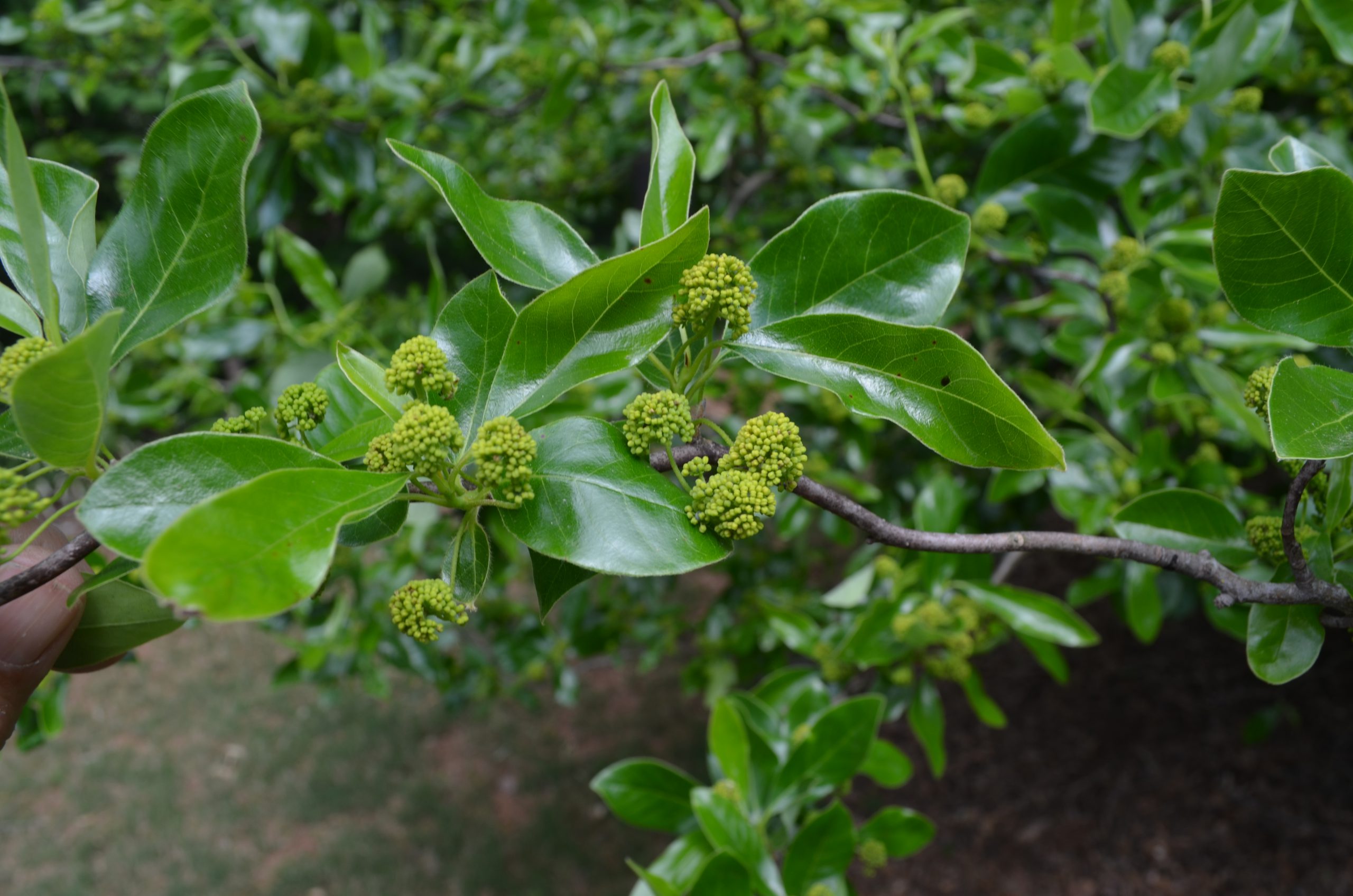 Nyssa Sylvatica The Lovely Black Tupelo, Black Gum - HMI Advantage