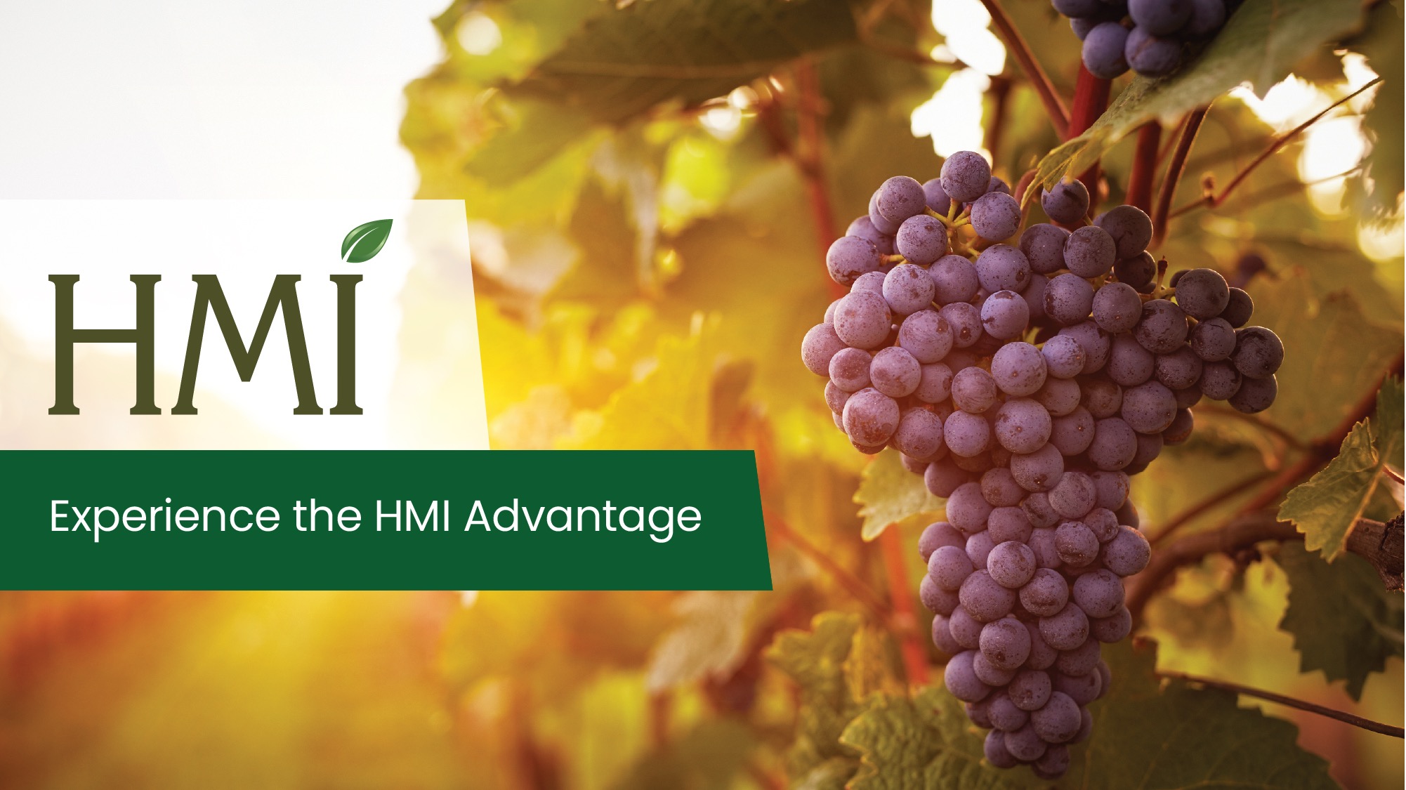 Risk Management Consulting & Support - HMI Advantage