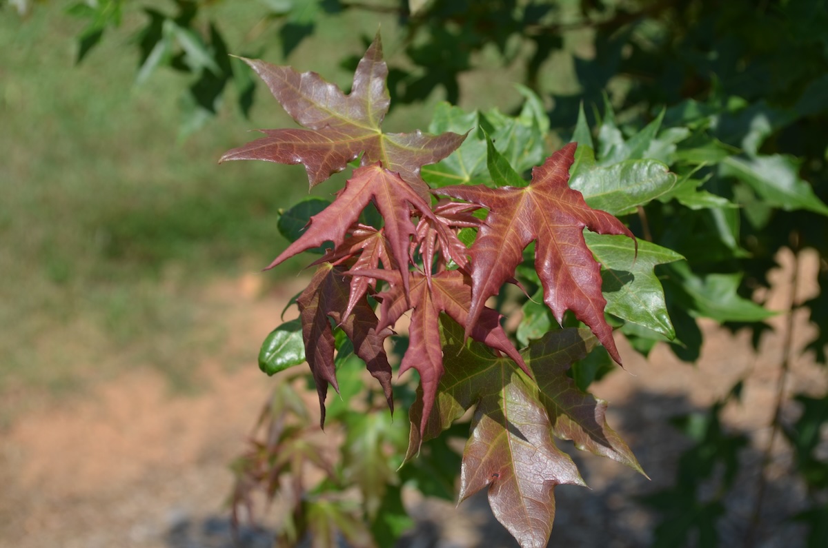 Acer Truncatum - Shantung, Shandong Or Purpleblow Maple & Hybrids - HMI ...