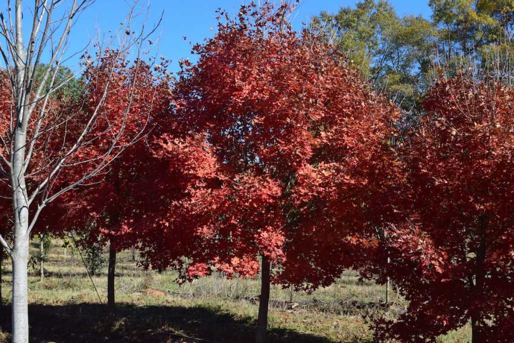 Dr. Dirr Tree Spotlight: Magnolia X Soulangeana- Saucer Magnolia - HMI ...