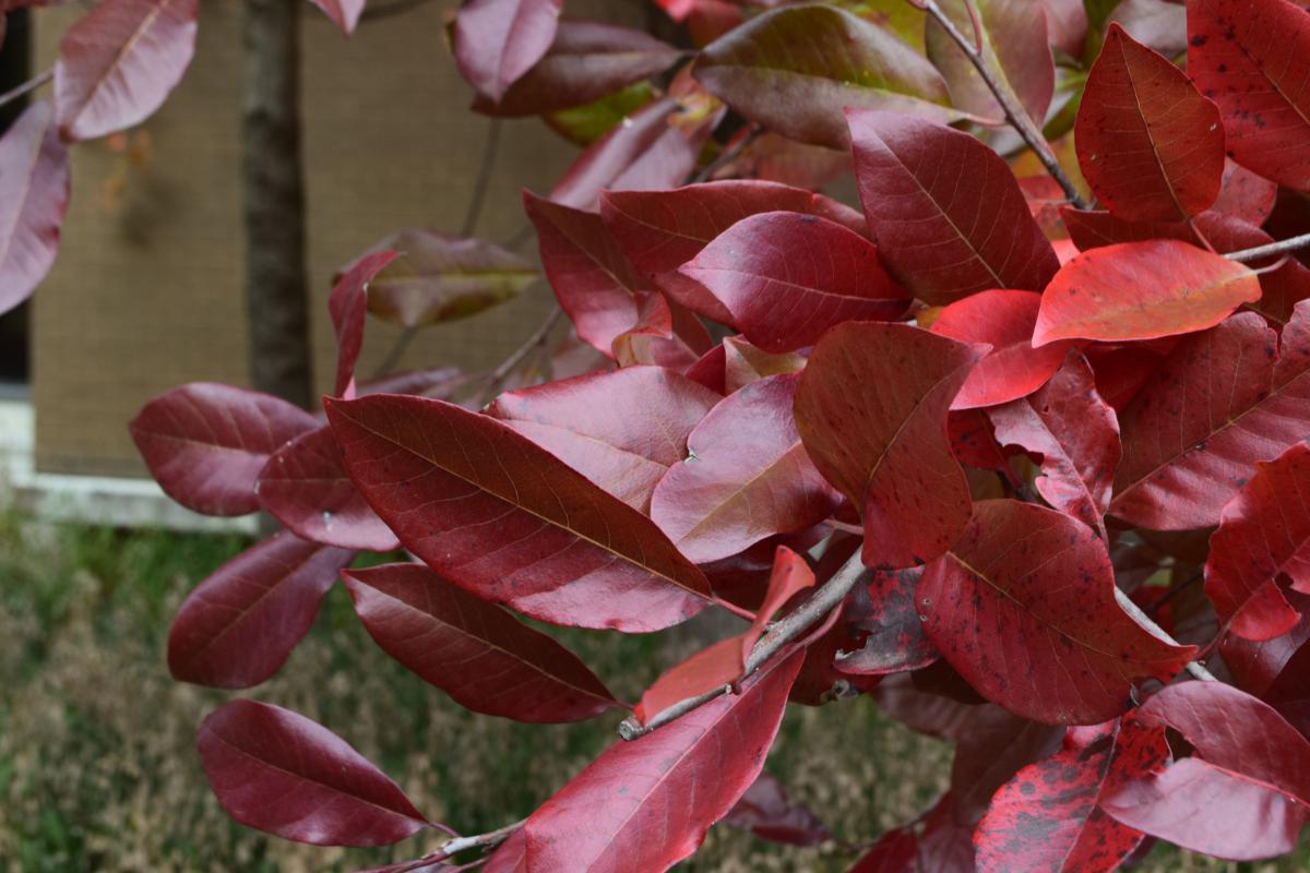 Nyssa Sylvatica The Lovely Black Tupelo, Black Gum - HMI Advantage